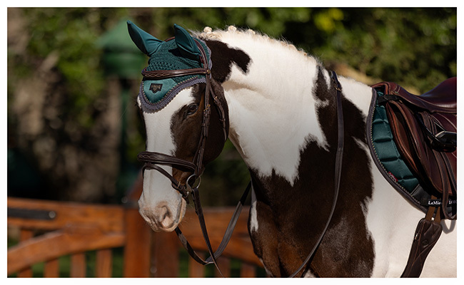 Reitsport-Deals - bis zu -80%